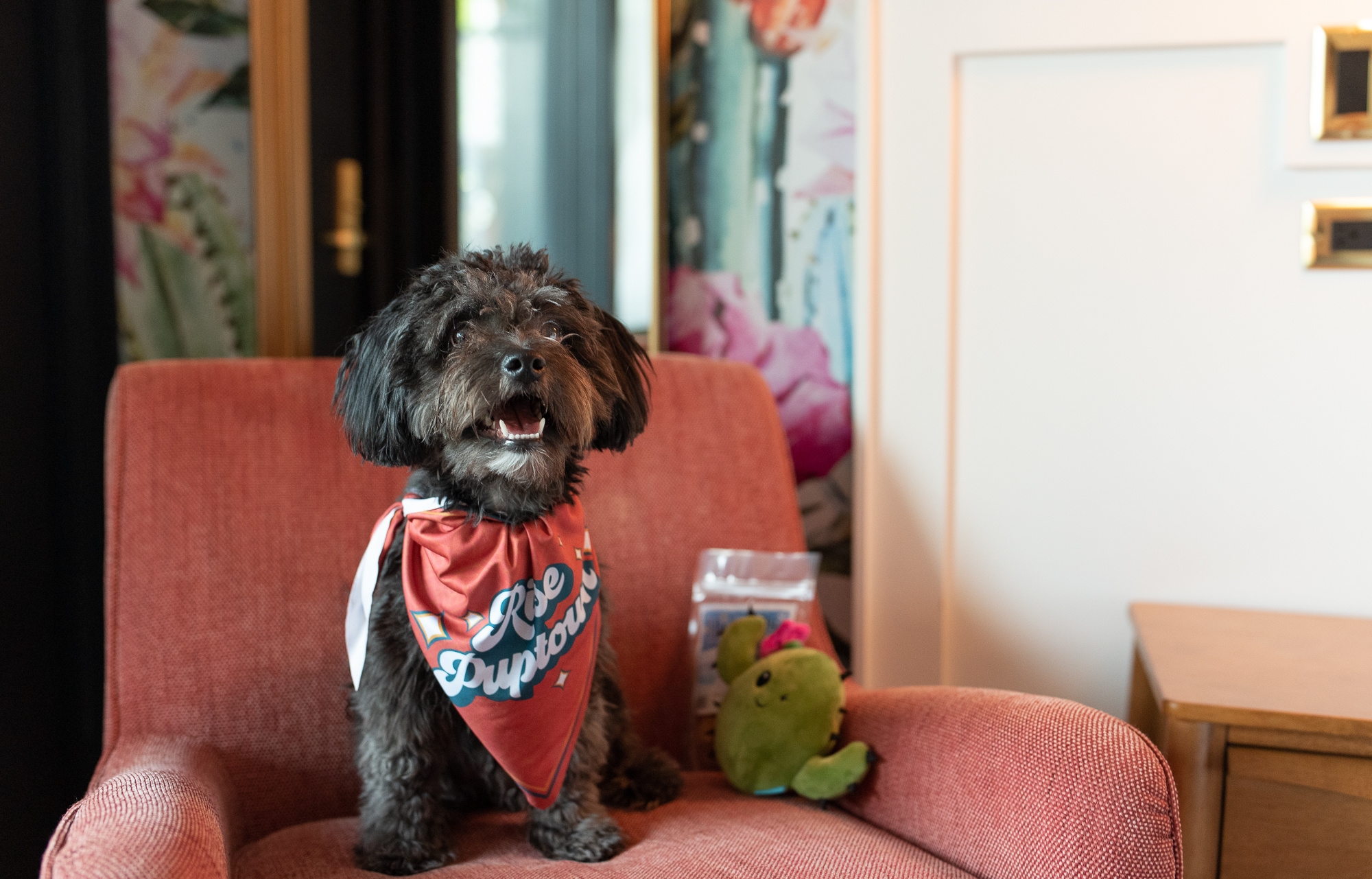 Rise Puptown Package - Rise Uptown